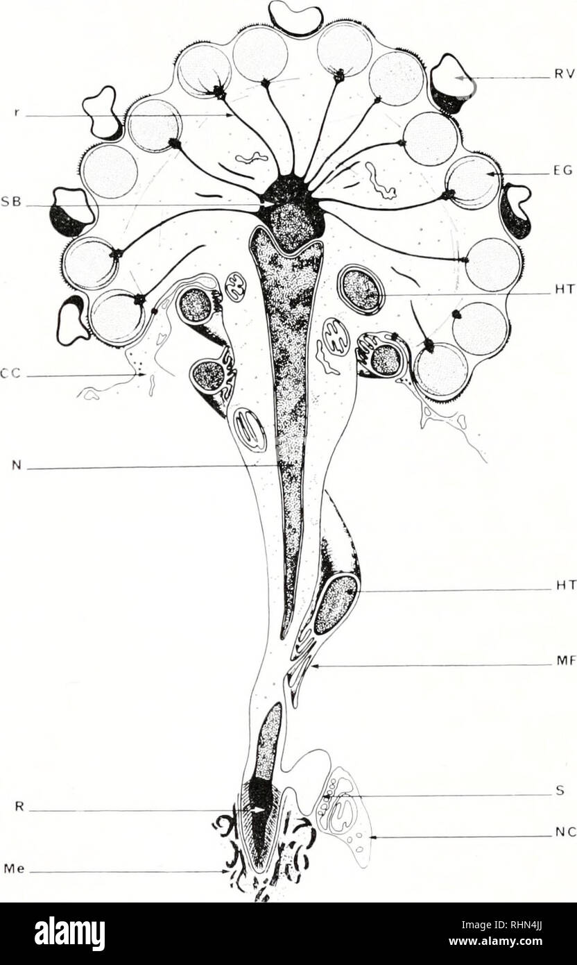 Eosinophilic hi-res stock photography and images - Alamy