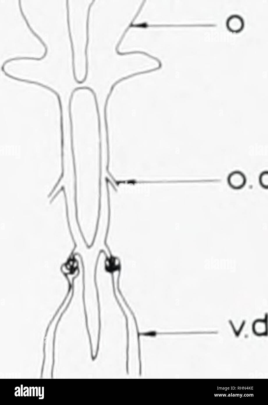 . The Biological bulletin. Biology; Zoology; Biology; Marine Biology ...