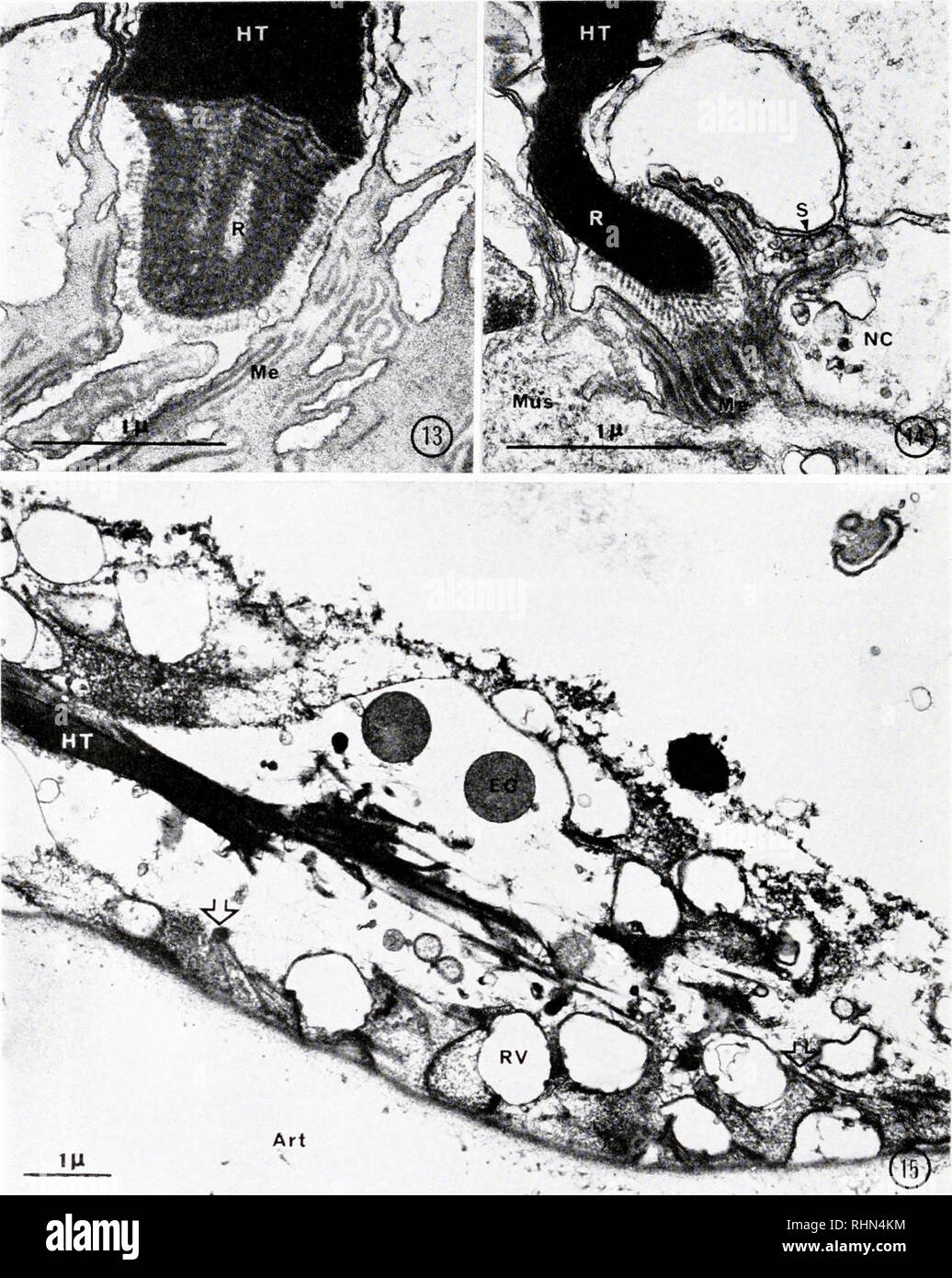 Polarized membrane hi-res stock photography and images - Alamy