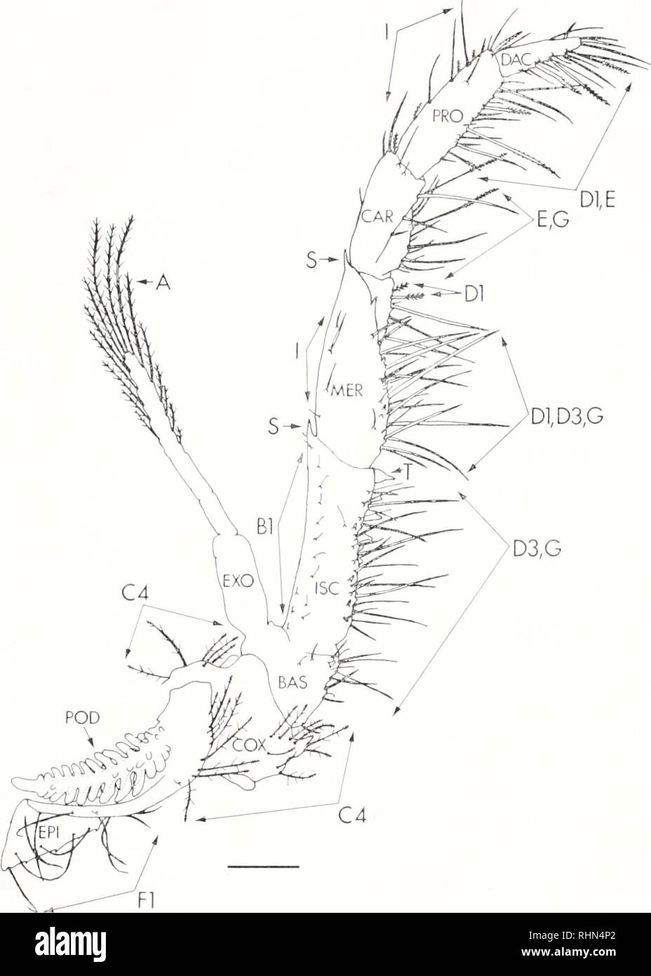 . The Biological bulletin. Biology; Zoology; Biology; Marine Biology ...