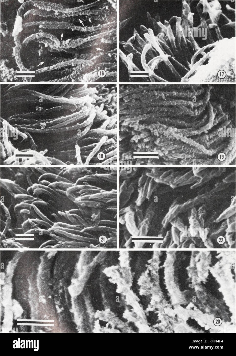 Cytochalasin hi-res stock photography and images - Alamy