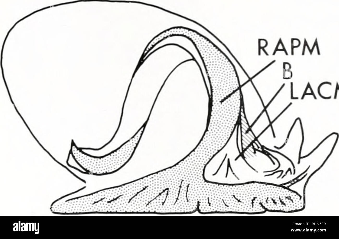 . The Biological bulletin. Biology; Zoology; Biology; Marine Biology ...