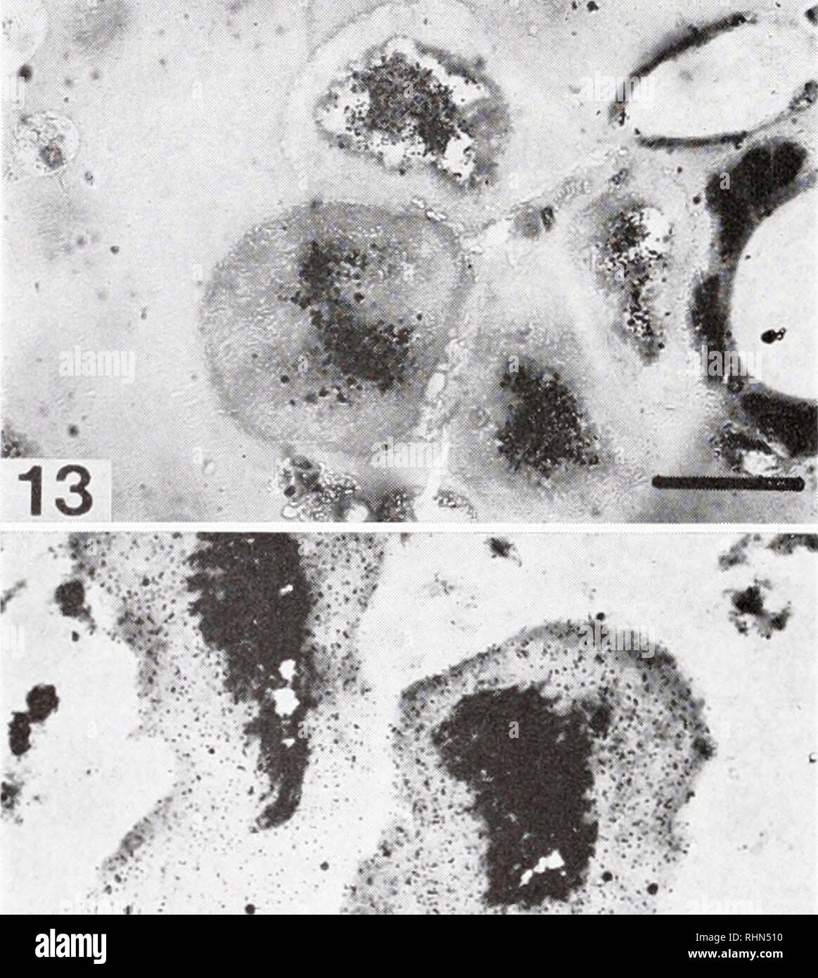 Monema flavescens hi-res stock photography and images - Alamy