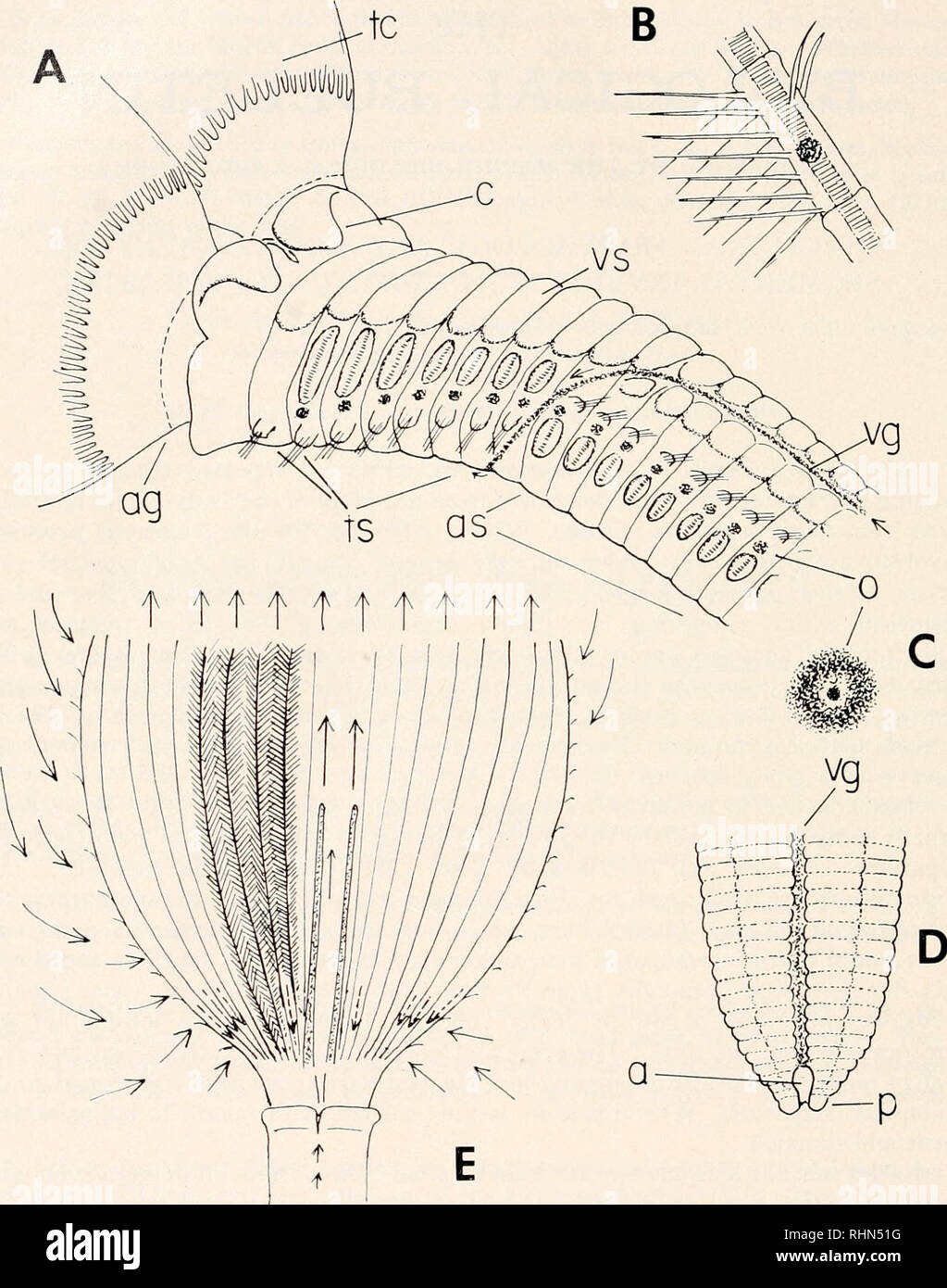 . The Biological bulletin. Biology; Zoology; Biology; Marine Biology ...