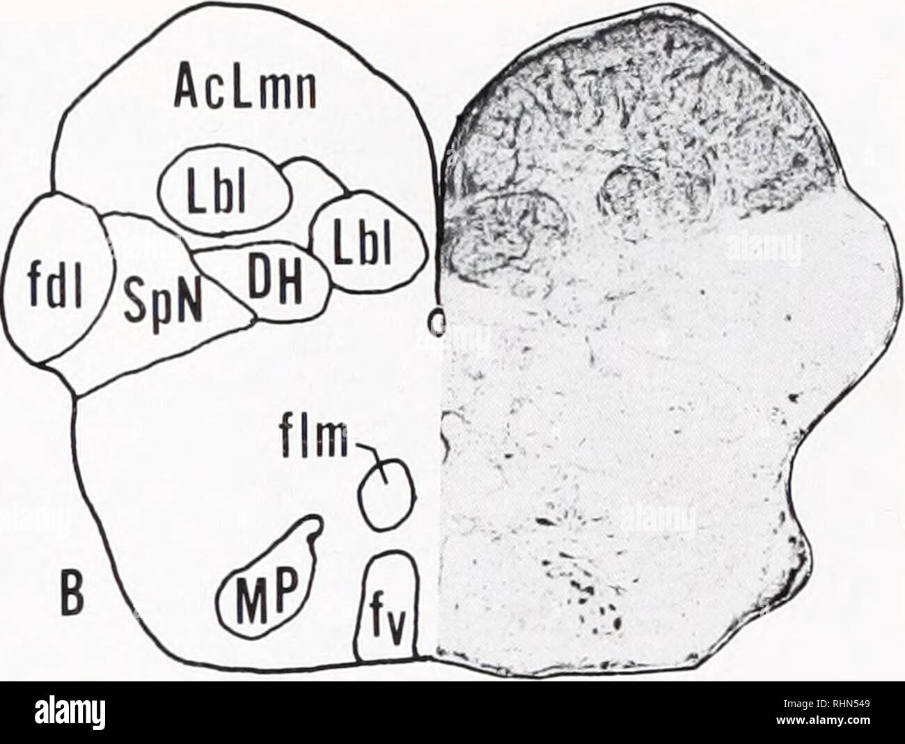 . The Biological bulletin. Biology; Zoology; Biology; Marine Biology. B ...