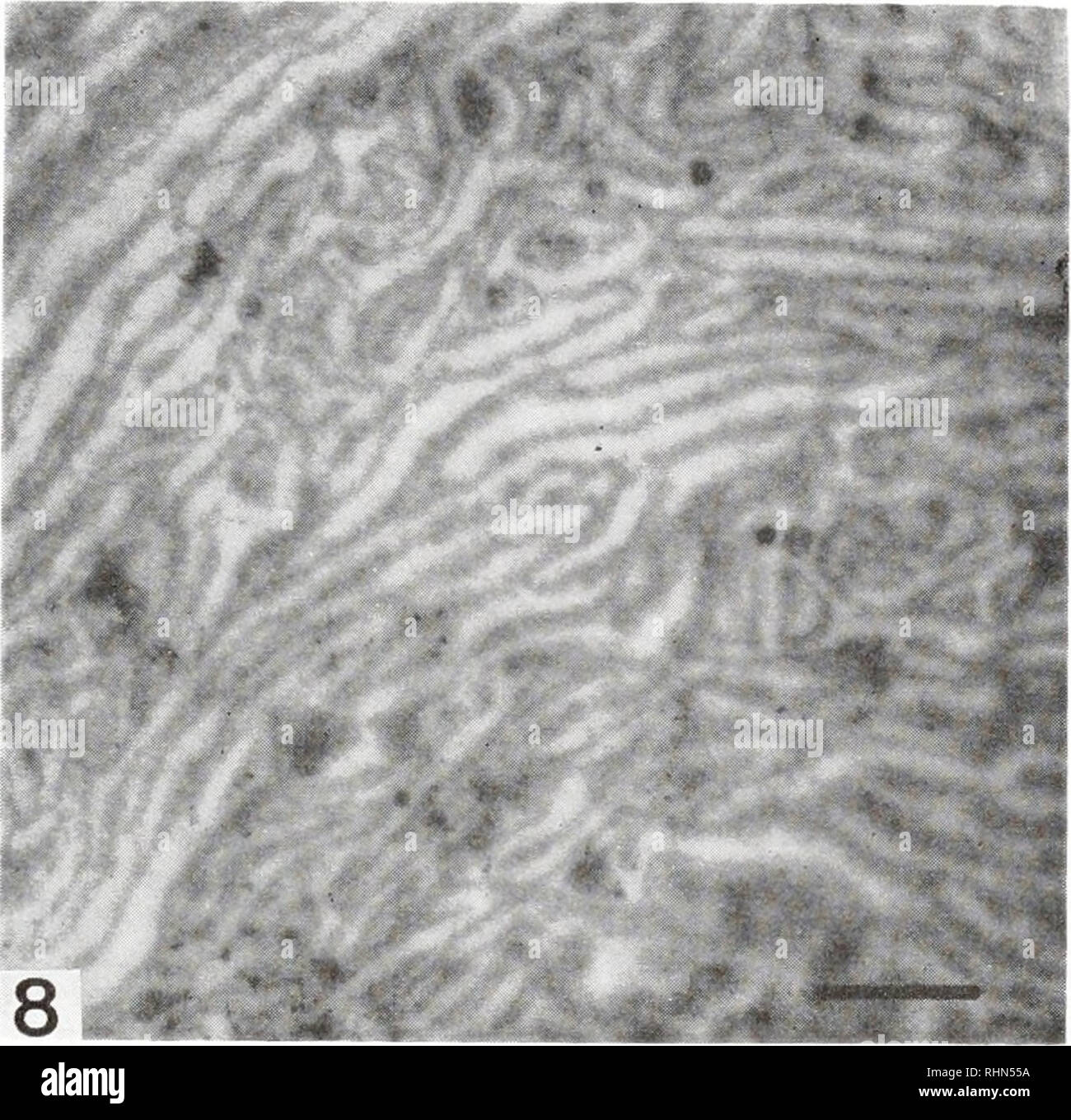 Prothoracic glands hi-res stock photography and images - Alamy