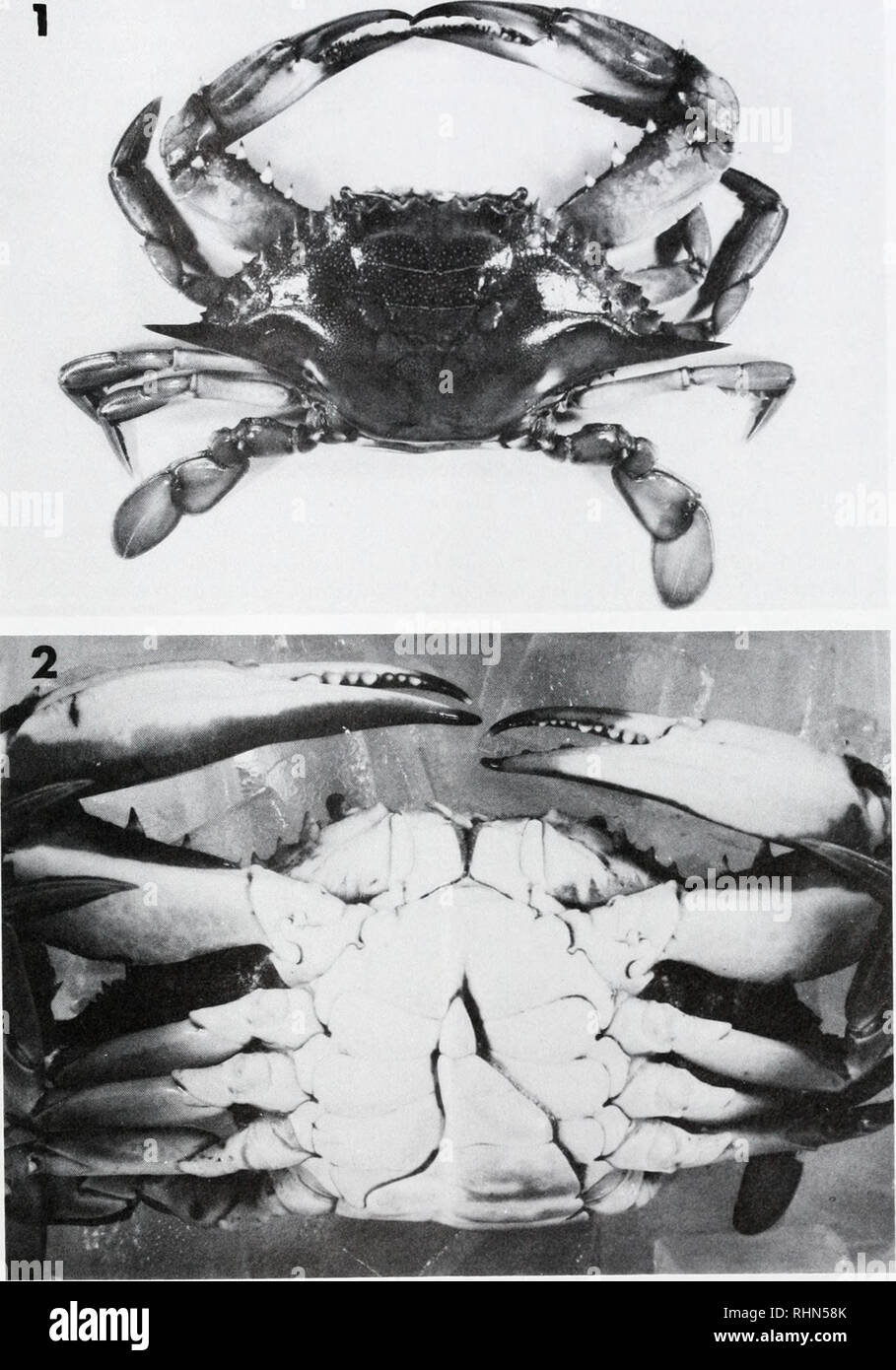 Male gonad hi-res stock photography and images - Alamy