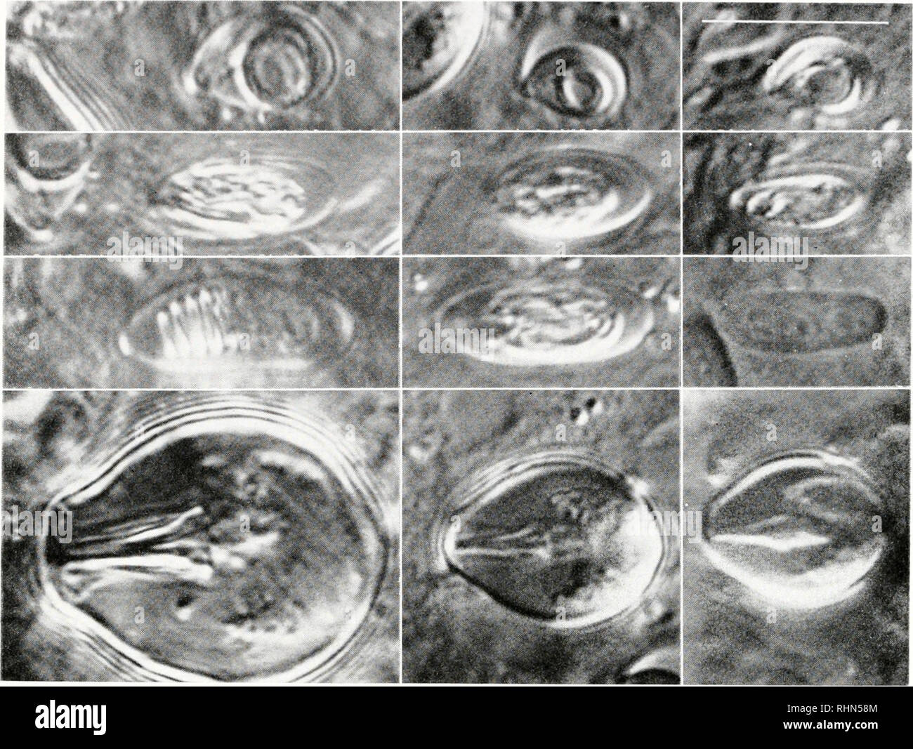 . The Biological bulletin. Biology; Zoology; Biology; Marine Biology. H ...