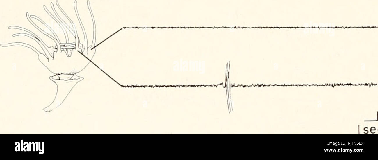 Strobilation hi-res stock photography and images - Alamy
