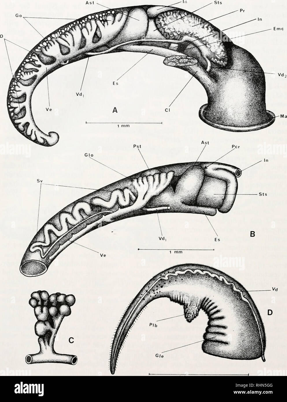 . The Biological bulletin. Biology; Zoology; Biology; Marine Biology ...