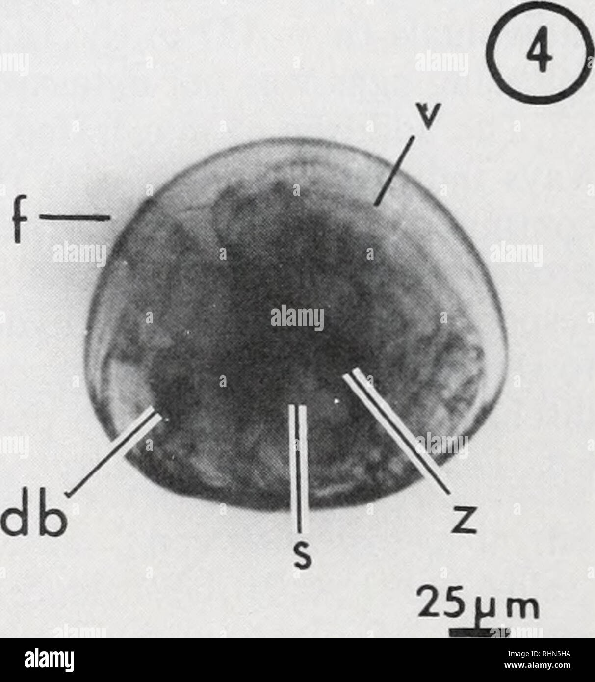 Veliger Stock Photos & Veliger Stock Images - Alamy