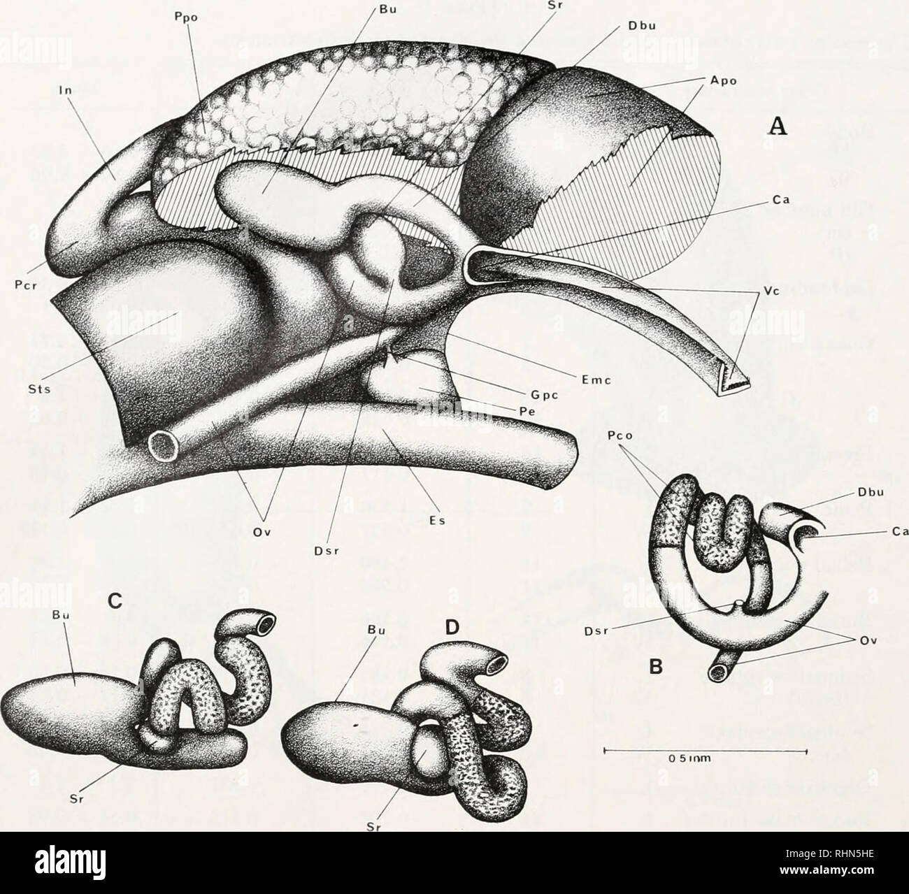. The Biological bulletin. Biology; Zoology; Biology; Marine Biology ...