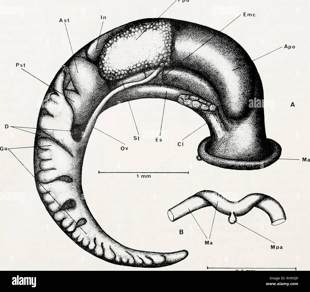 . The Biological bulletin. Biology; Zoology; Biology; Marine Biology ...