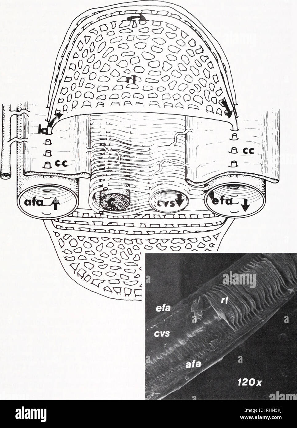 . The Biological bulletin. Biology; Zoology; Biology; Marine Biology ...