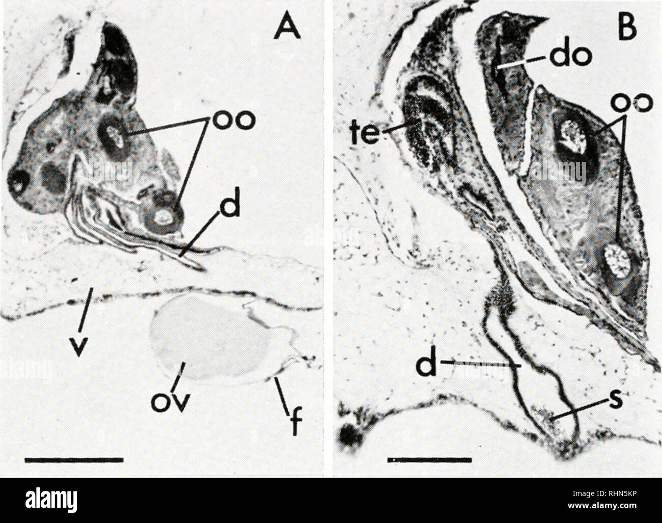 Gonopore High Resolution Stock Photography and Images - Alamy