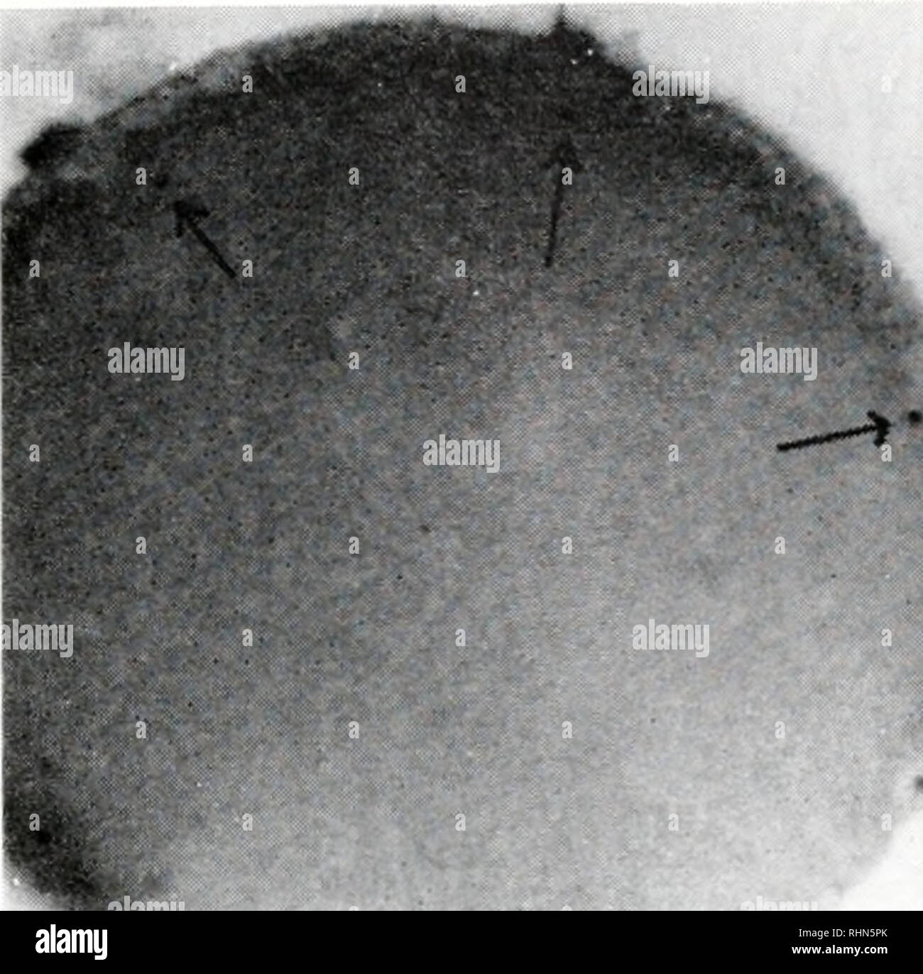 Polyspermy hi-res stock photography and images - Alamy