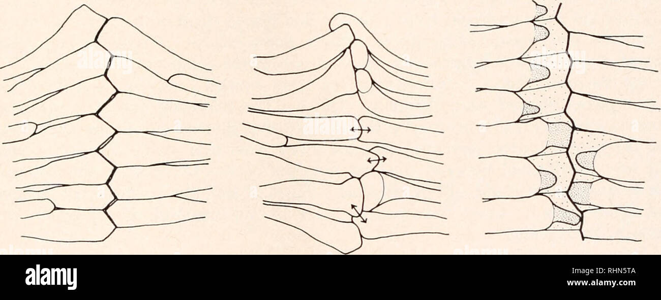 Botrylloides hi-res stock photography and images - Alamy