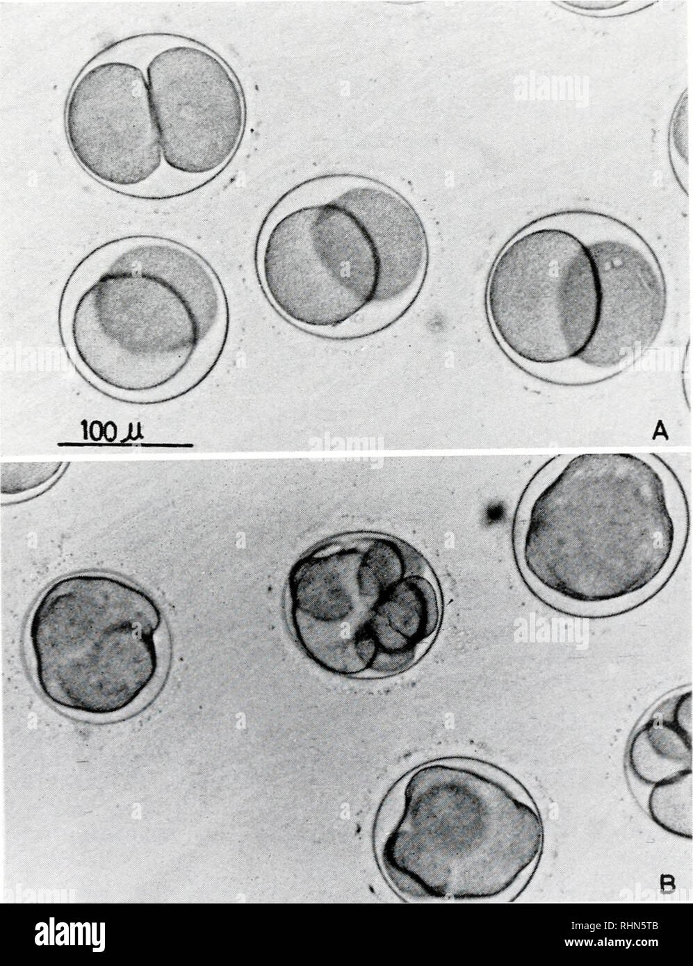 Polyspermy hi-res stock photography and images - Alamy