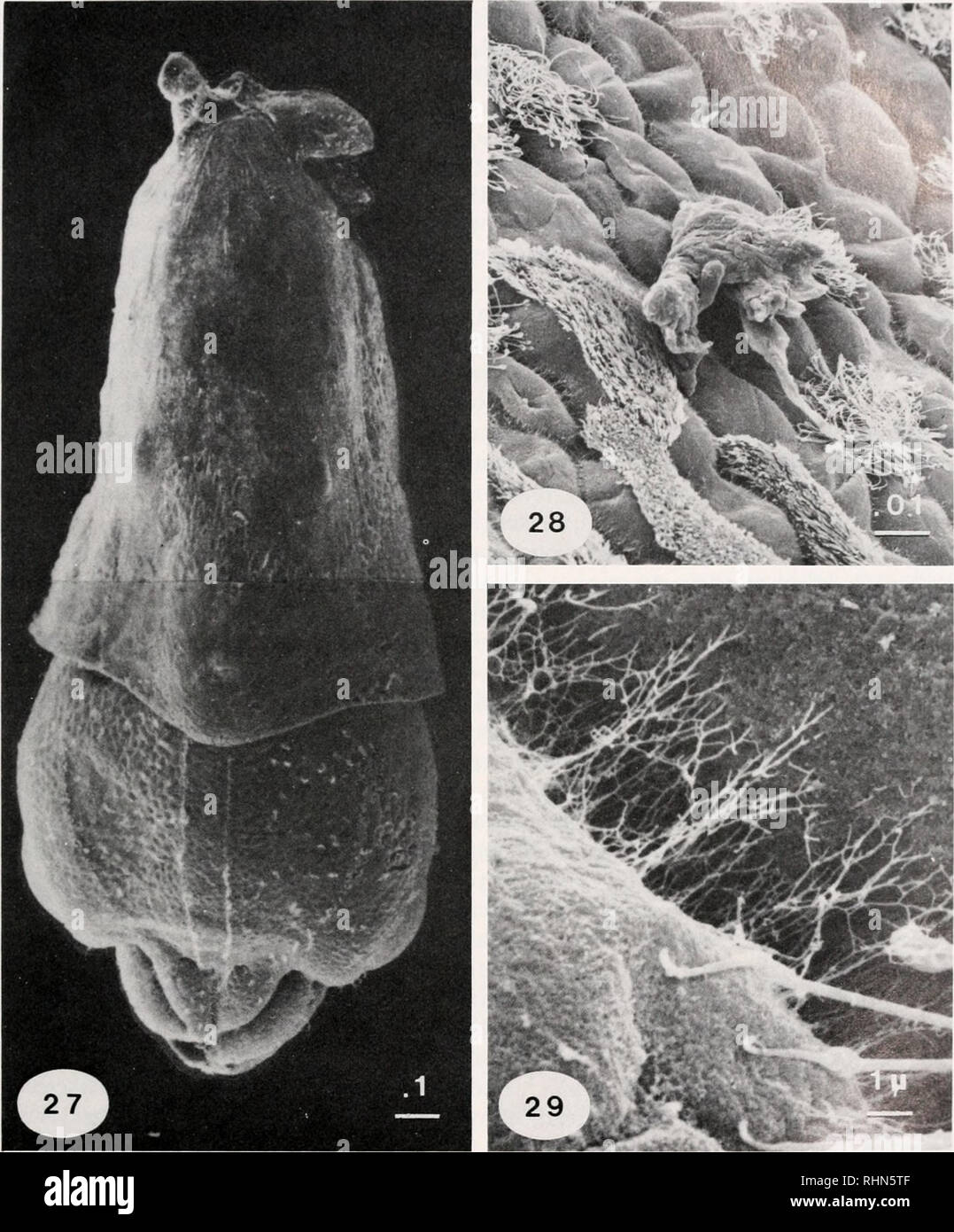 . The Biological bulletin. Biology; Zoology; Biology; Marine Biology ...