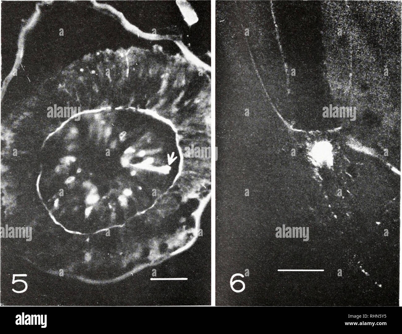 Long internode hi-res stock photography and images - Alamy