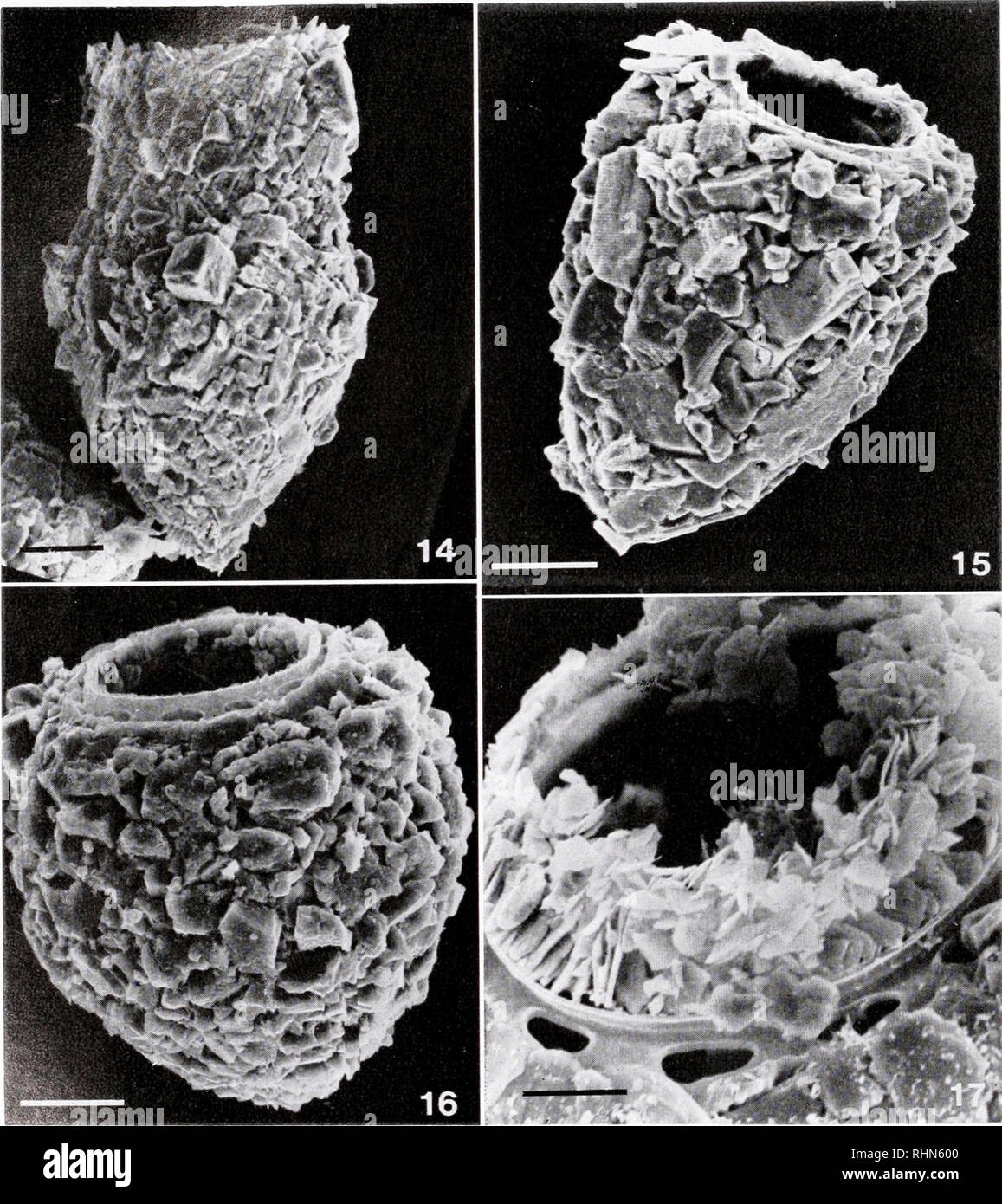 . The Biological bulletin. Biology; Zoology; Biology; Marine Biology ...