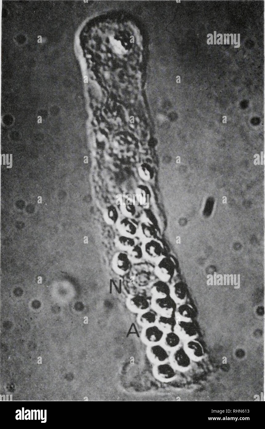 Photomicrograph hydra hi-res stock photography and images - Alamy
