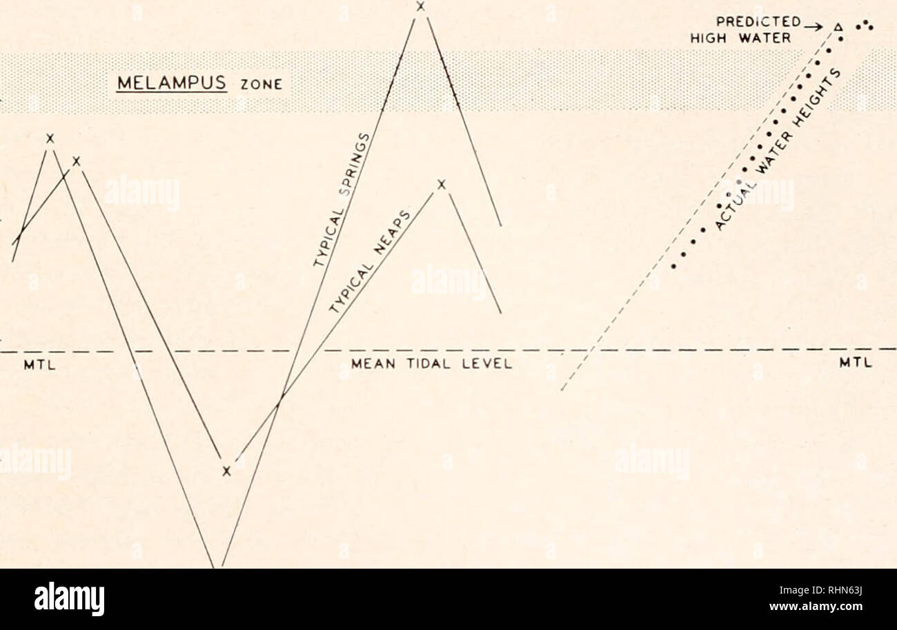 Uca spp. hi-res stock photography and images - Alamy