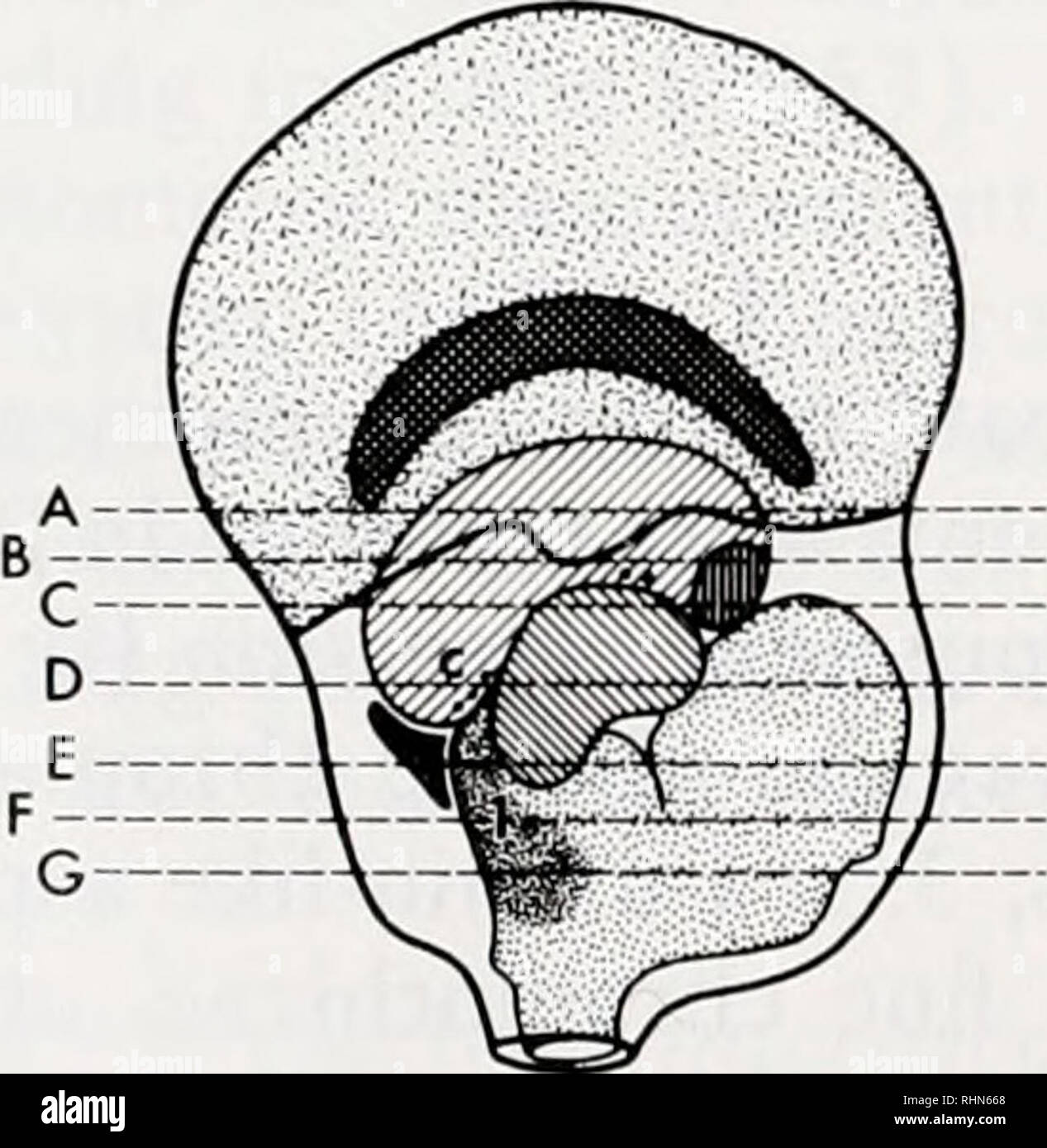 Boehringer mannheim hi-res stock photography and images - Alamy
