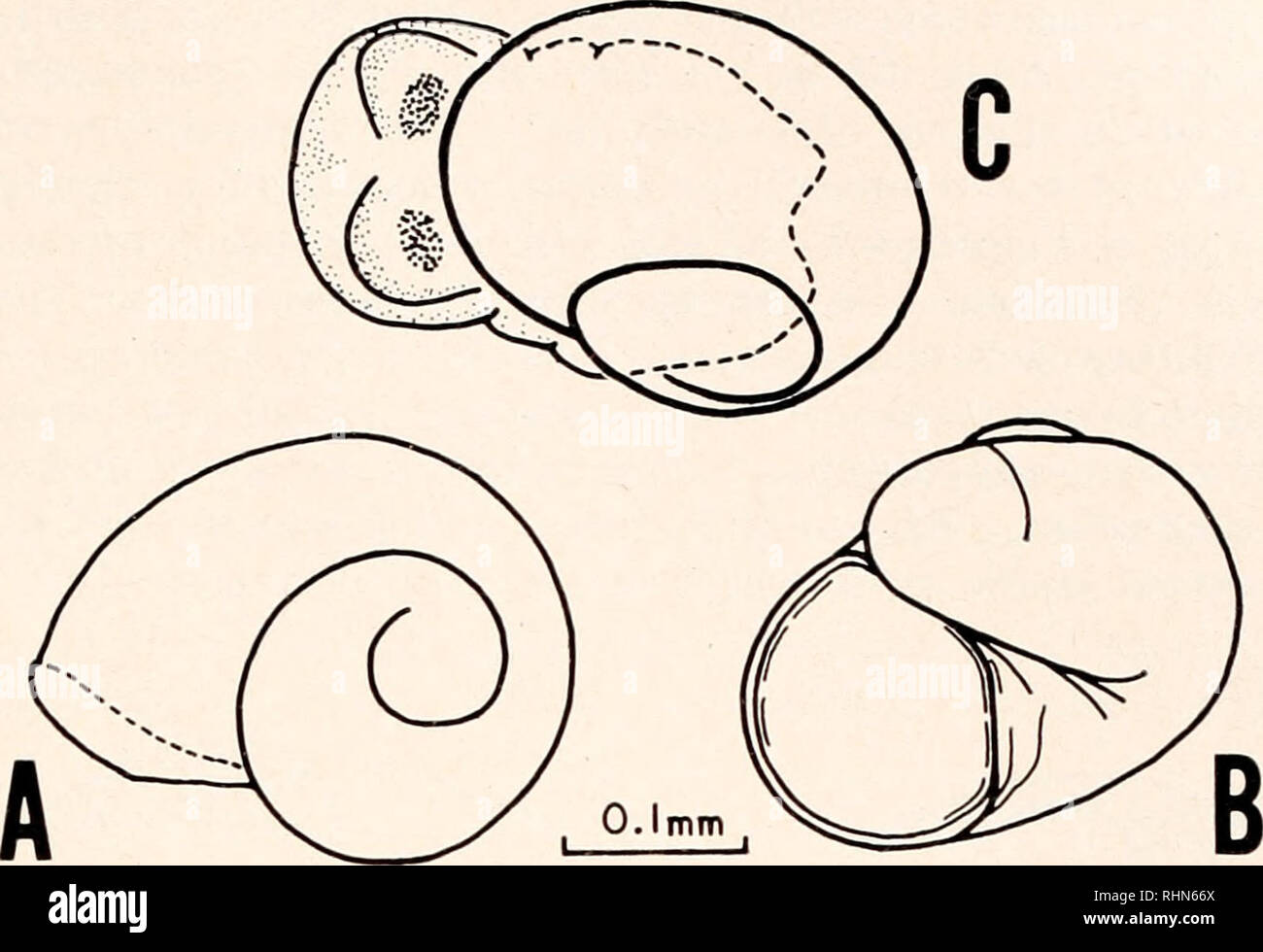 4 stage life cycle hi-res stock photography and images - Alamy