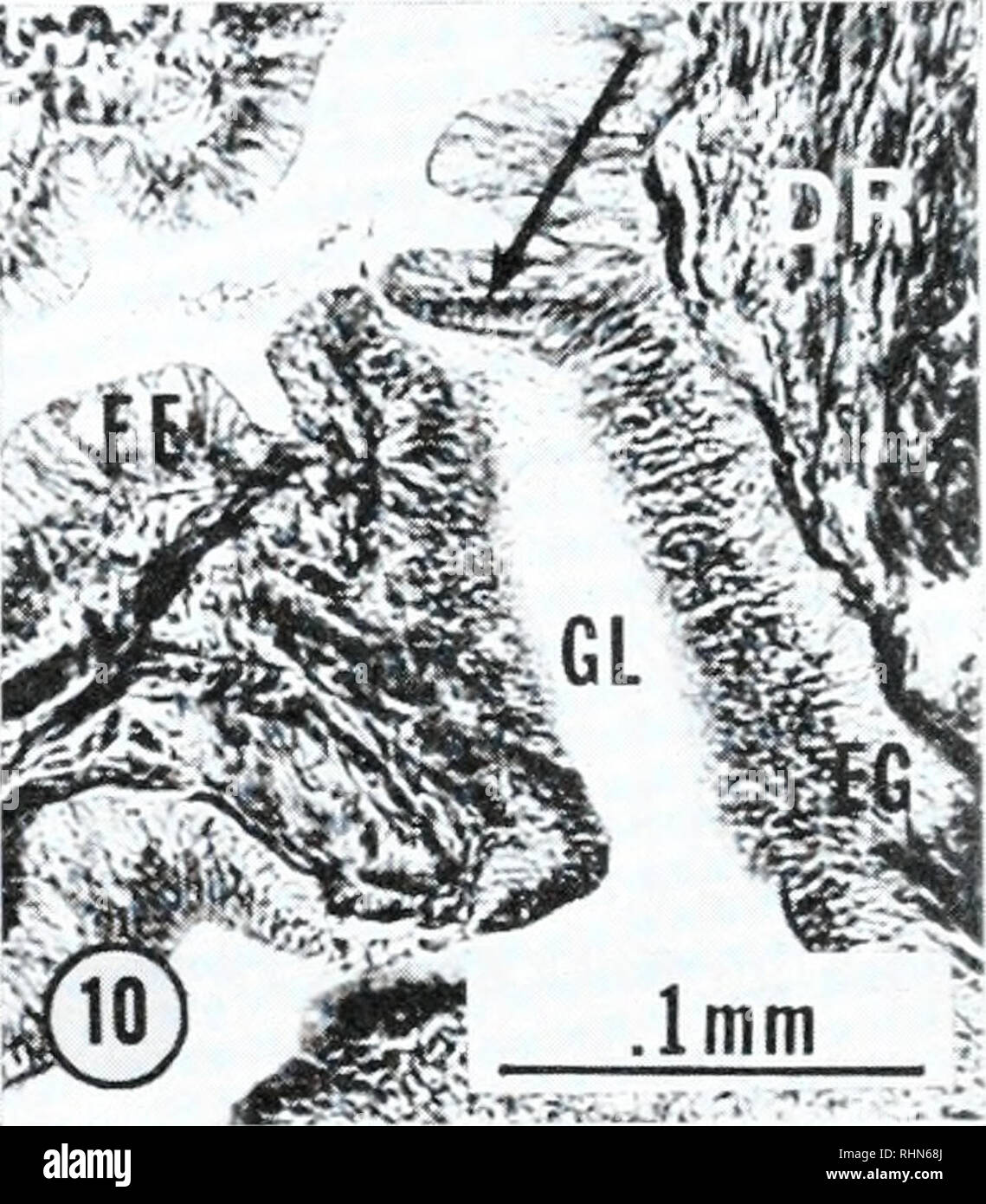 . The Biological bulletin. Biology; Zoology; Biology; Marine Biology ...