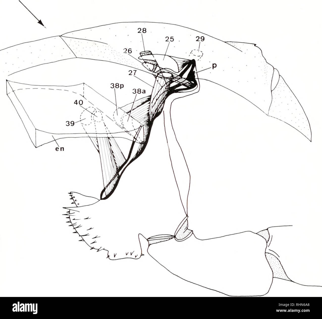 Anterior oblique view Cut Out Stock Images & Pictures - Alamy