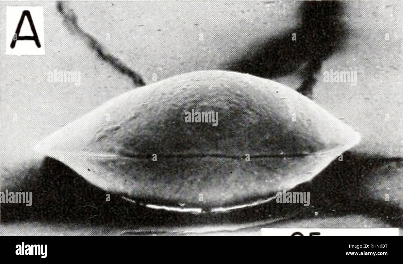 Transition from larval stage hi-res stock photography and images - Alamy