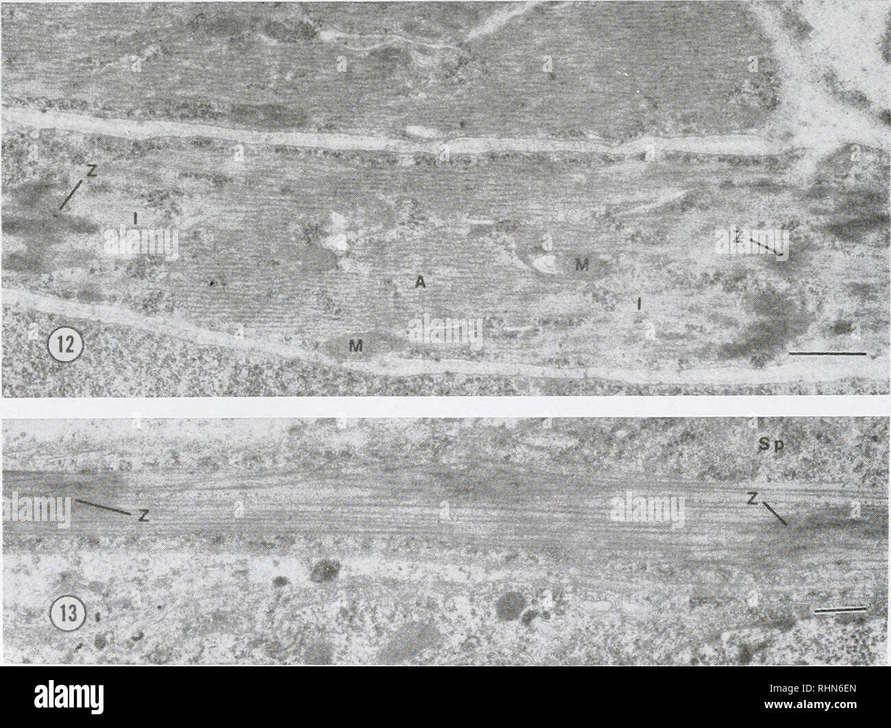 Plasmalemma hi-res stock photography and images - Alamy