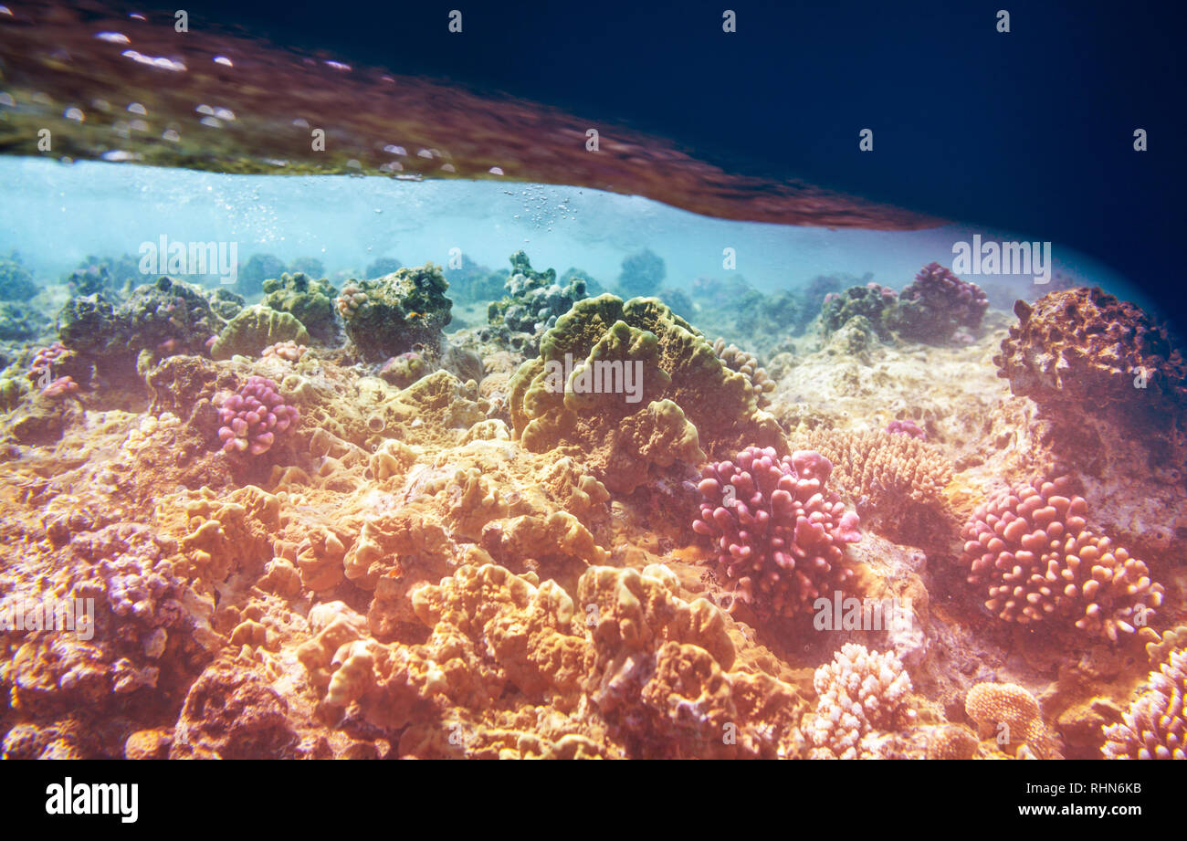 Living Coral reef in Red Sea, Egypt. Natural unusual background Stock ...