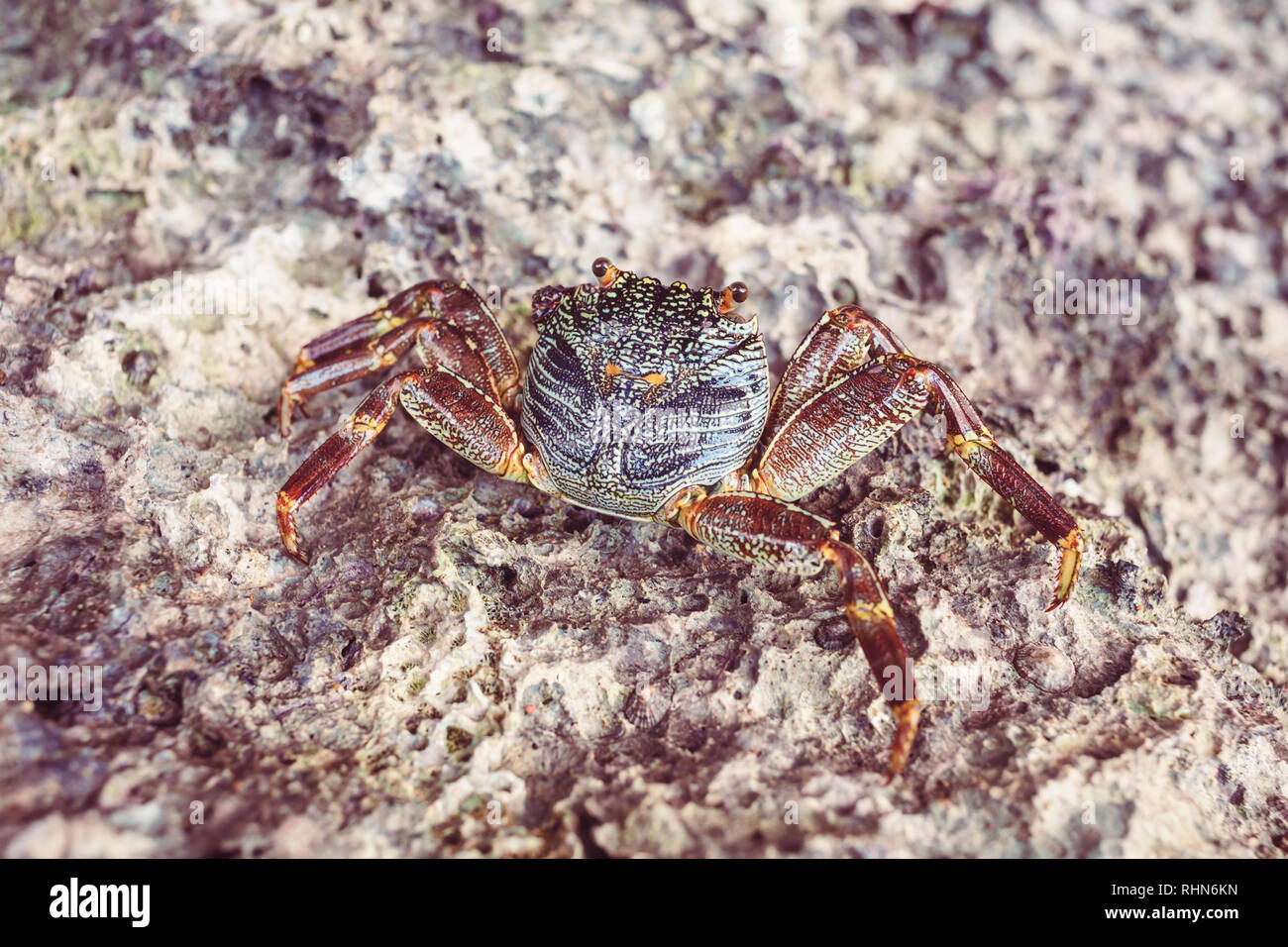 Giant Mountain crab - Rock crab on the sea coast Stock Photo - Alamy
