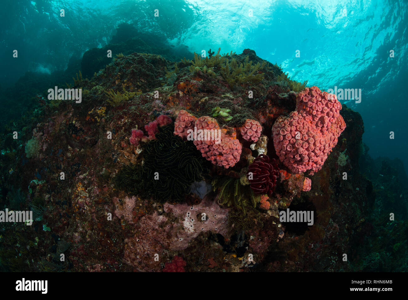 Reefscape with scuba diver hi-res stock photography and images - Alamy