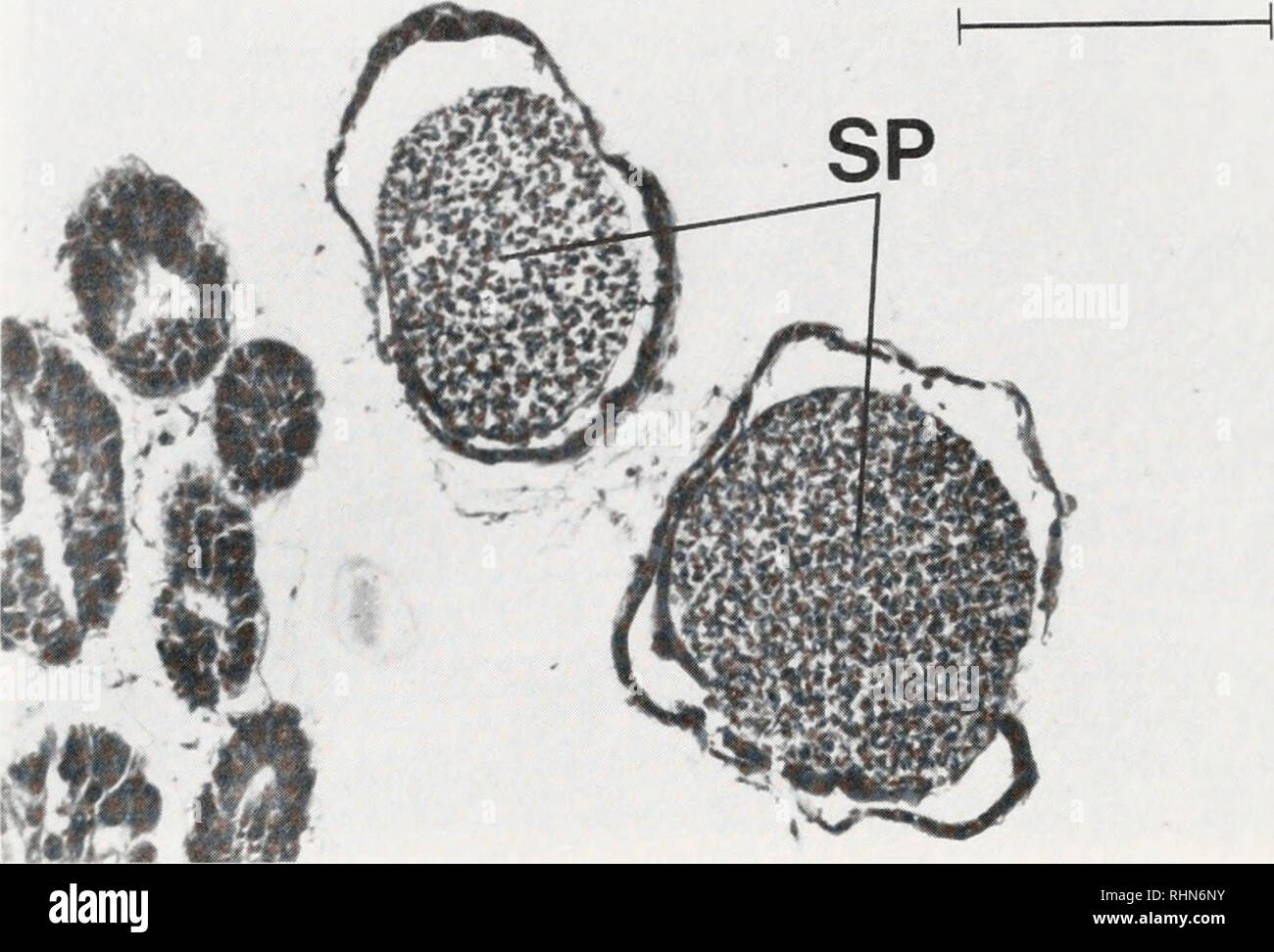 Vas scale hi-res stock photography and images - Alamy