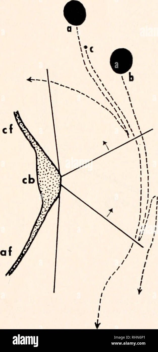 Dunaliella particles hi-res stock photography and images - Alamy