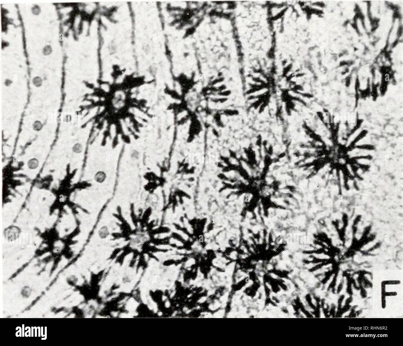 Cytochalasin b hi-res stock photography and images - Alamy