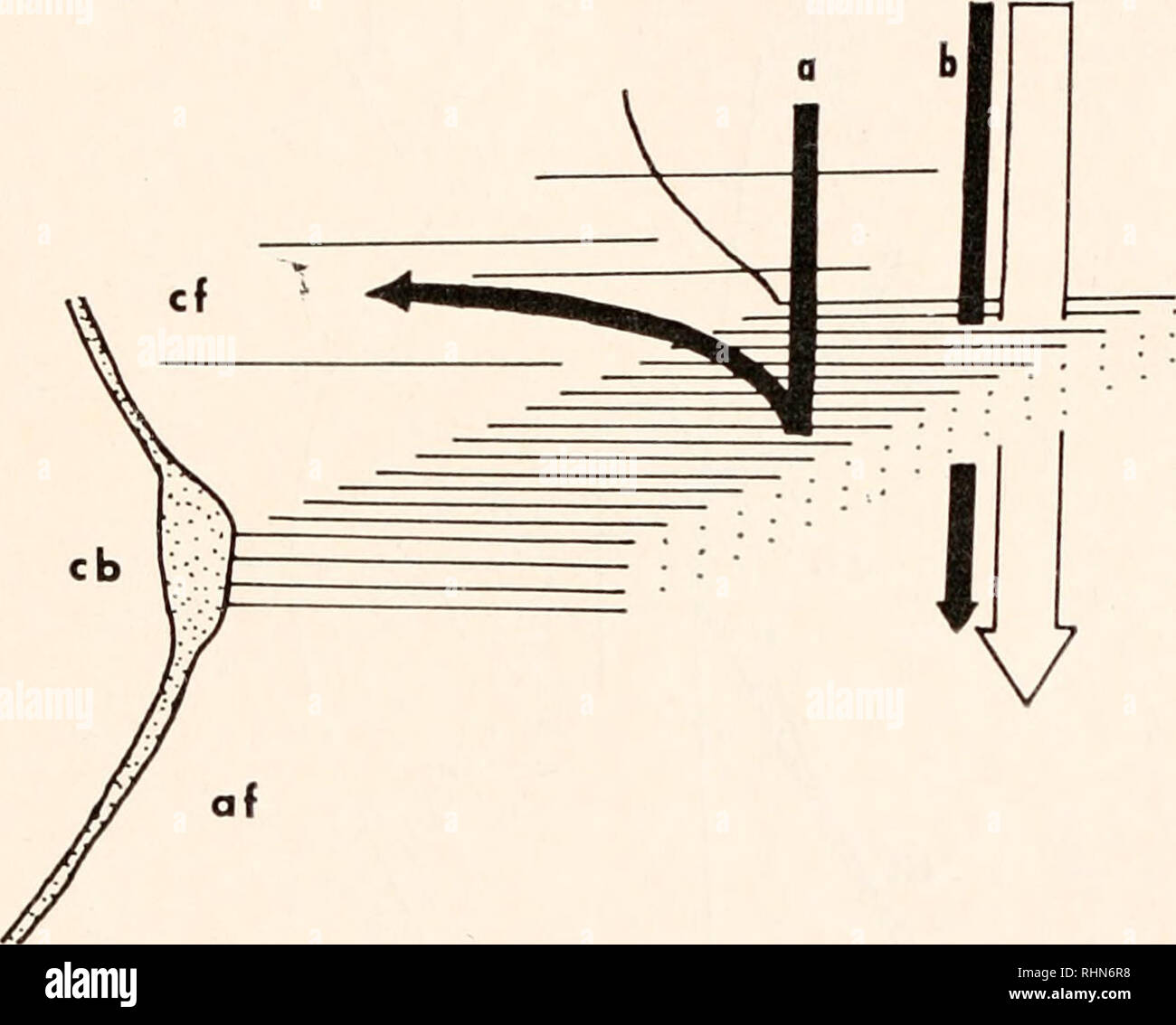 . The Biological bulletin. Biology; Zoology; Biology; Marine Biology ...