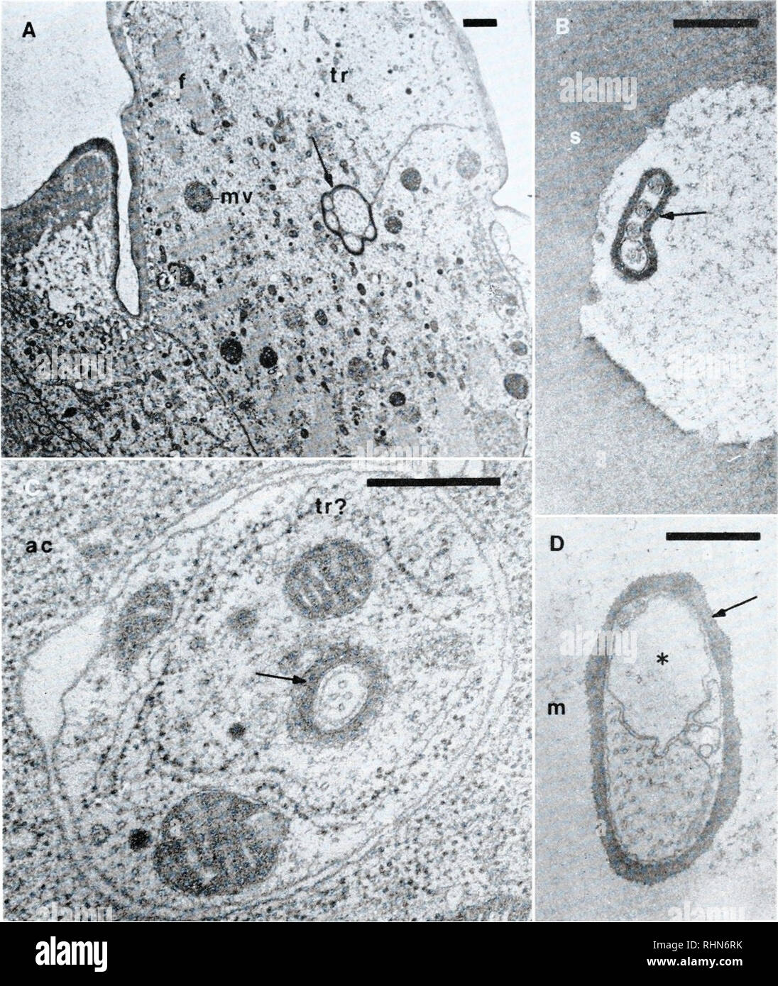 . The Biological bulletin. Biology; Zoology; Biology; Marine Biology ...