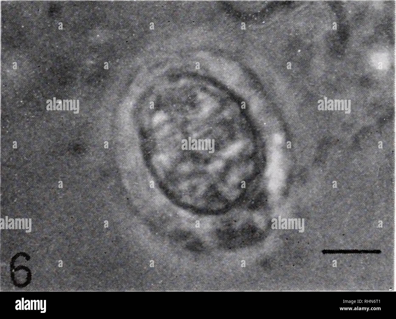 . The Biological bulletin. Biology; Zoology; Biology; Marine Biology ...