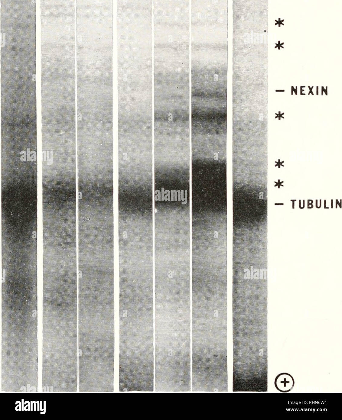 Ciliary dynein hi-res stock photography and images - Alamy