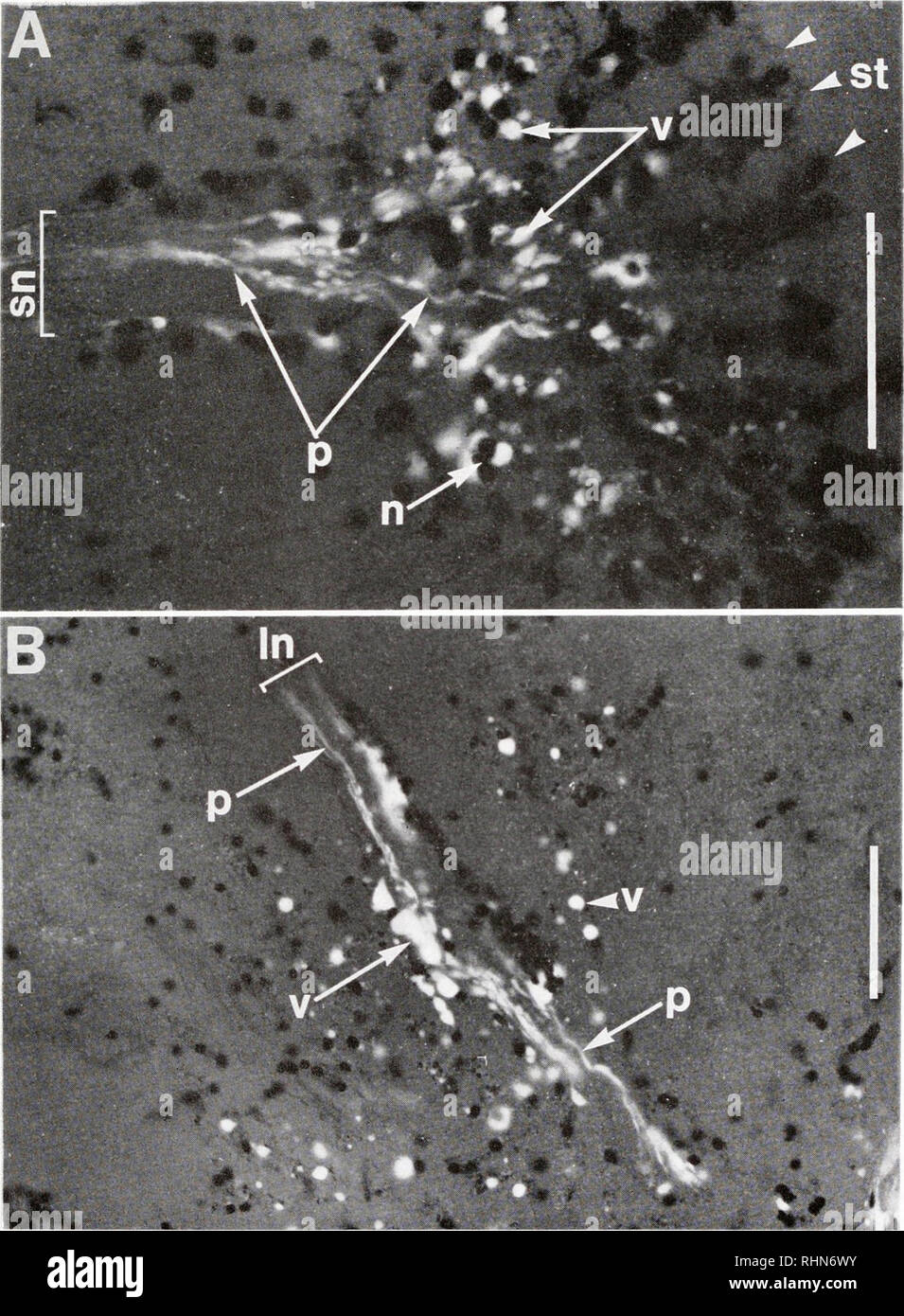 . The Biological bulletin. Biology; Zoology; Biology; Marine Biology ...