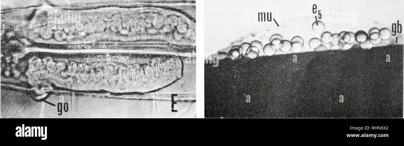 Gonopore High Resolution Stock Photography and Images - Alamy