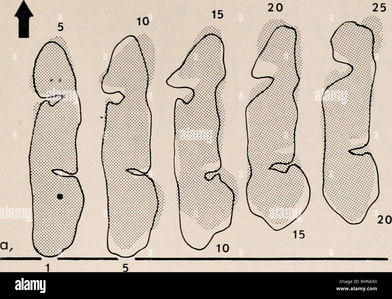 . The Biological bulletin. Biology; Zoology; Biology; Marine Biology ...