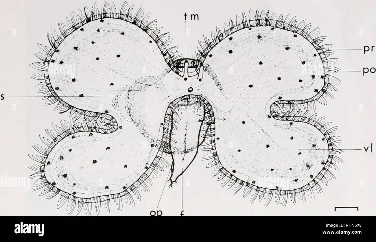 The Biological Bulletin Biology Zoology Biology Marine Biology the-biological-bulletin-biology-zoology-biology-marine-biology