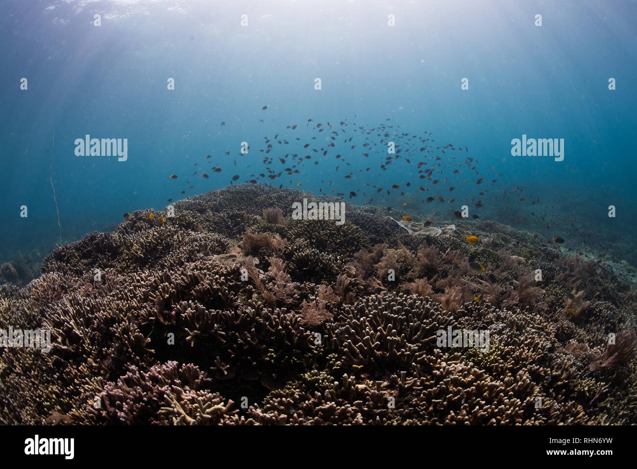 Reefscape with scuba diver hi-res stock photography and images - Alamy