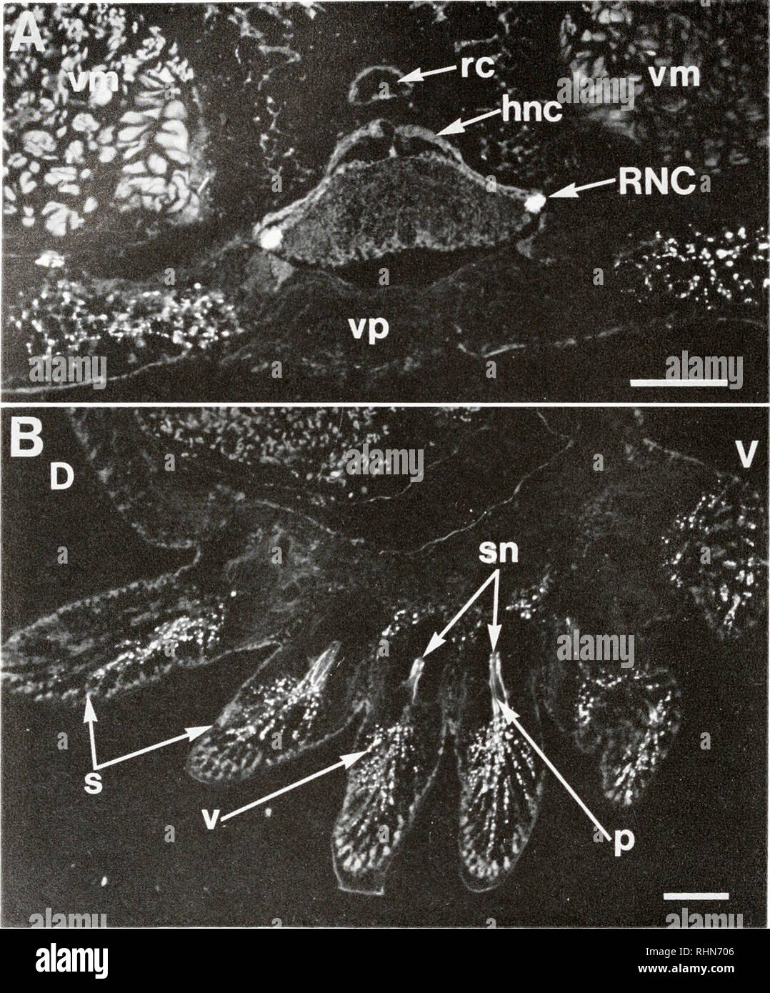 . The Biological bulletin. Biology; Zoology; Biology; Marine Biology ...