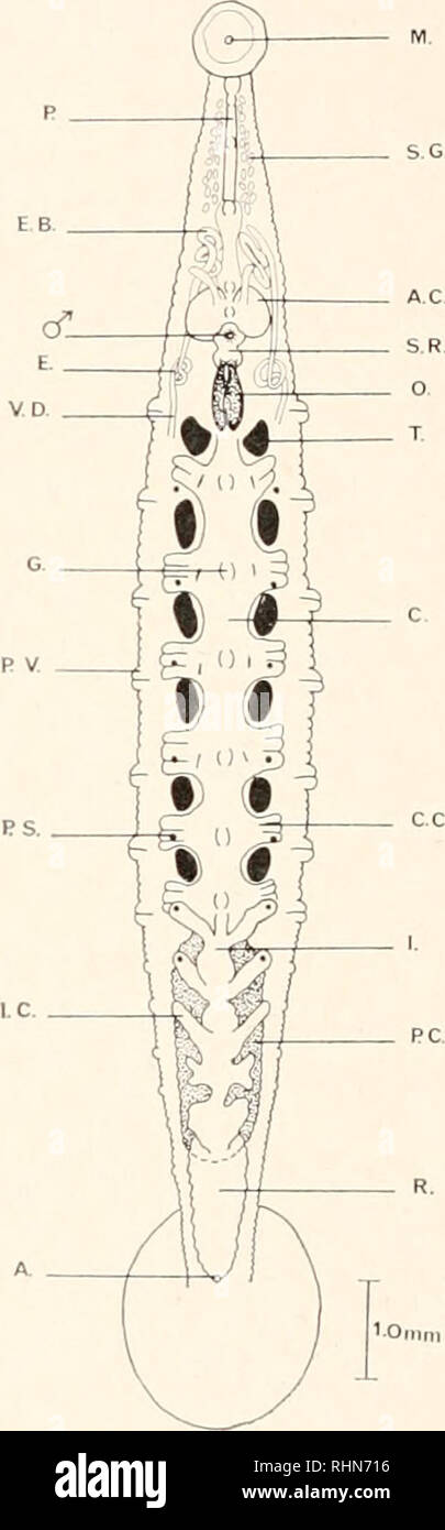 O ocellus hi-res stock photography and images - Alamy